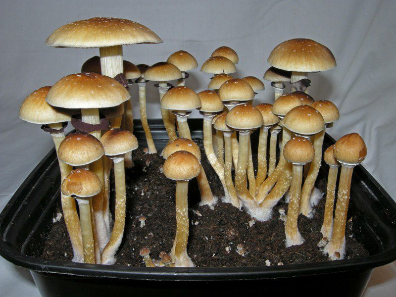 Ford Shrooms | Premium Psychedelics
